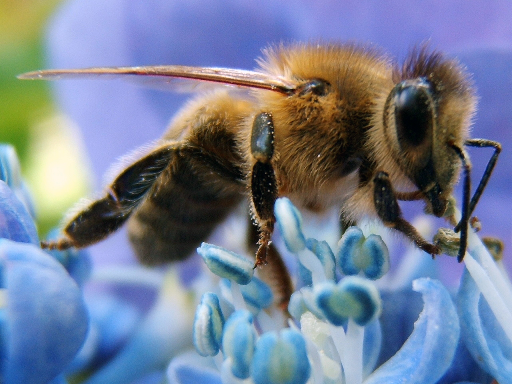 UNA ABEJA EN LA NASA | EL Candil de los Pensamientos